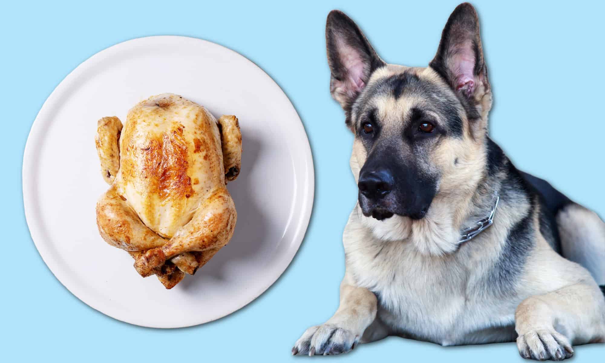 Can Dogs Eat Rotisserie Chicken? Safety and Preparation Tips