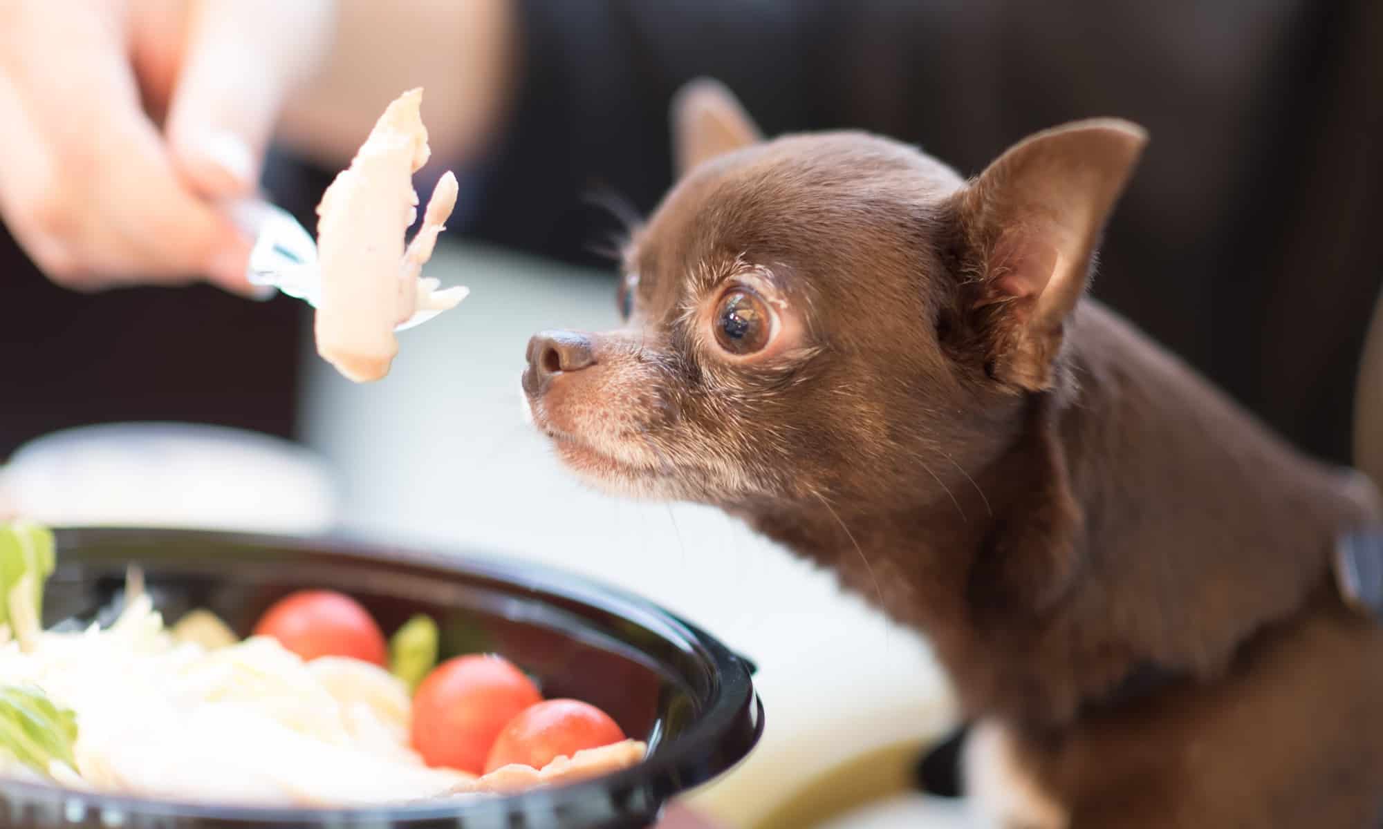 Can Dogs Eat Rotisserie Chicken? Safety and Preparation Tips