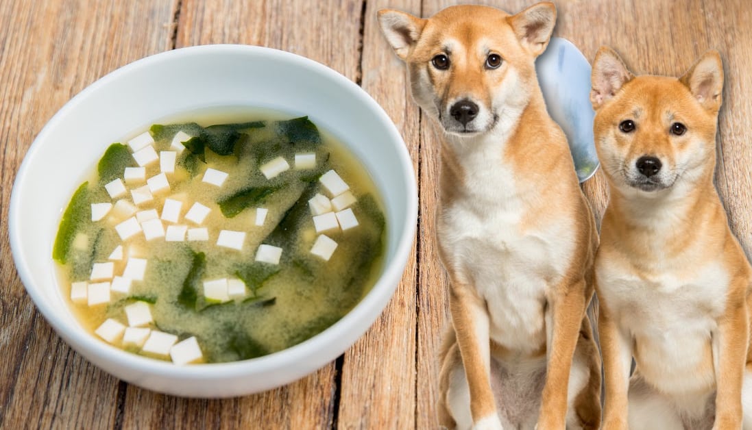 Can Dogs Eat Miso Soup? Discovering Asian Delights for Your Dog