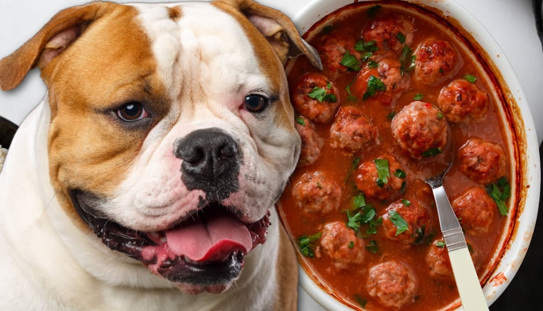Can Dogs Eat Meatballs? What's Safe and What to Avoid