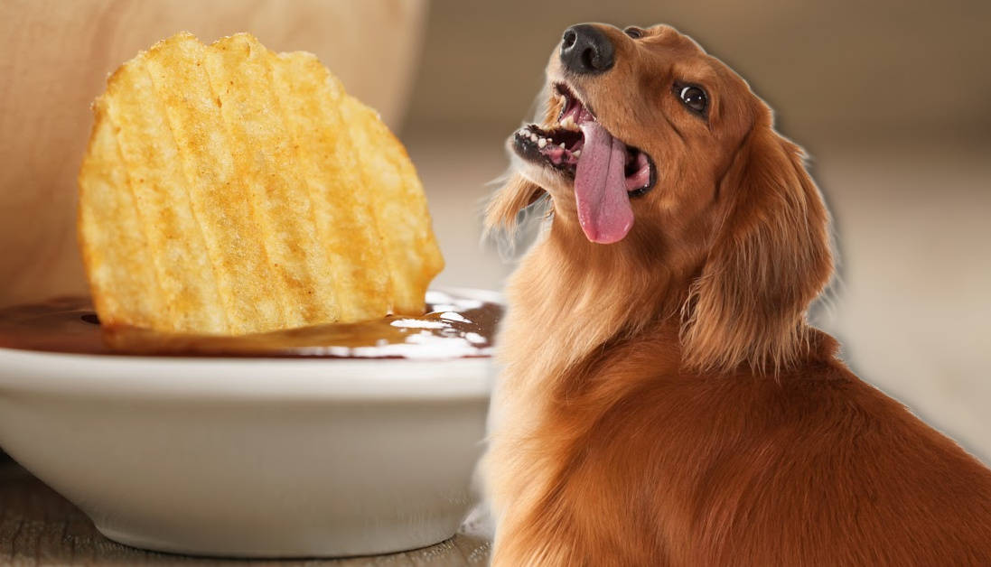 Can Dogs Eat BBQ Chips? Discover the Risks and Alternatives!