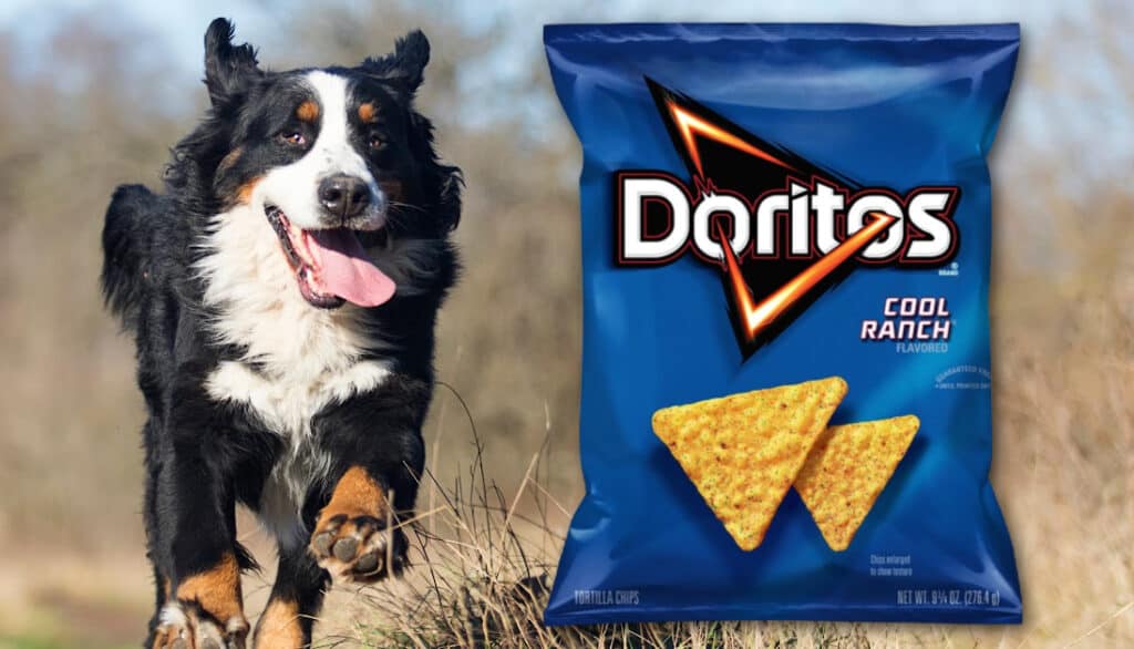 Can Dogs Eat Cool Ranch Doritos? Crunching on Canine Cuisine