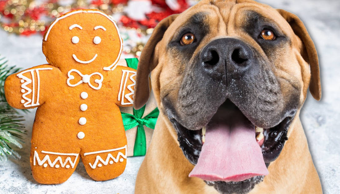 Can Dogs Eat Gingerbread? A Comprehensive Guide