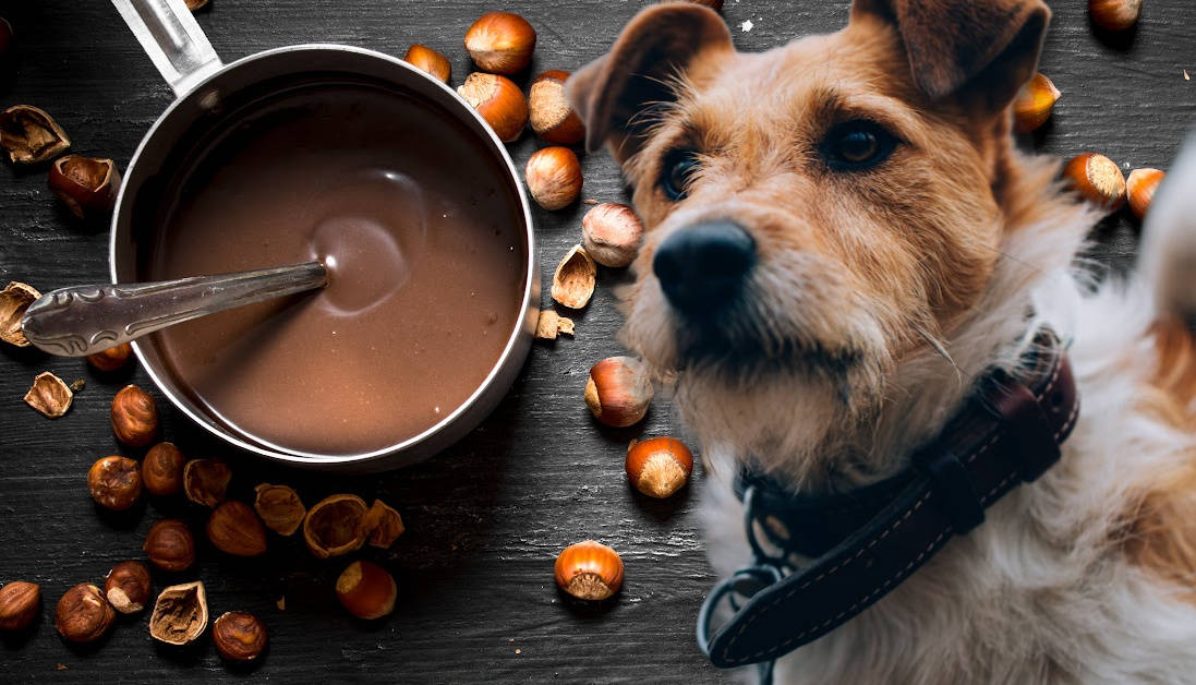 Can Dogs Eat Nutella? Sweet Spreads Scrutinized for Safety