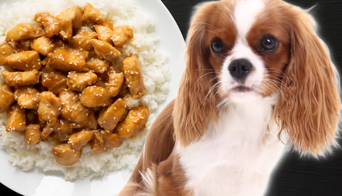 Can Dogs Eat Orange Chicken? Exploring Safe Canine Diets