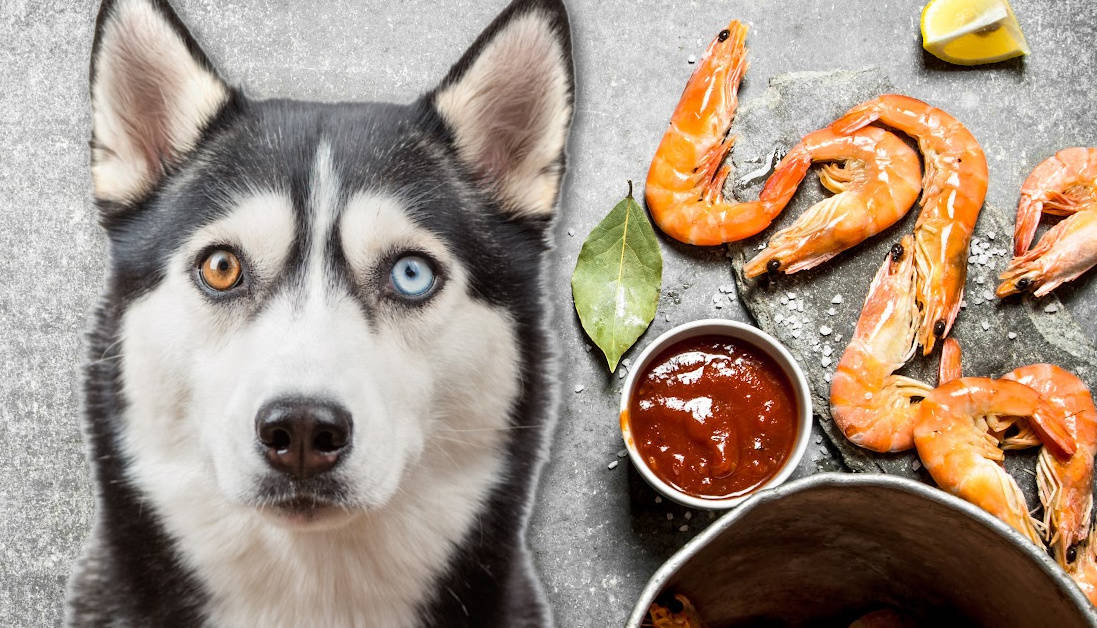 Can Dogs Eat Shrimp Tails? Safe Treats or Potential Pitfalls?