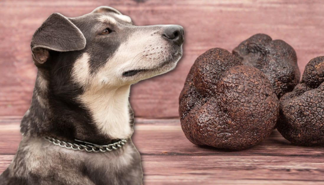 Can Dogs Eat Truffles? Decoding the Gourmet Goodies for Dogs