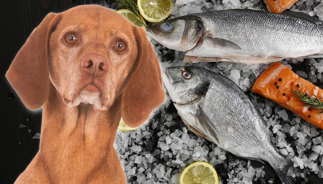 Can Dogs Eat Walleye? The Lowdown on Walleye for Your Pup