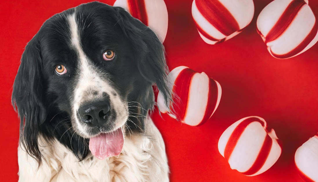Can Dogs Eat Peppermint Candy? Unraveling the Myths