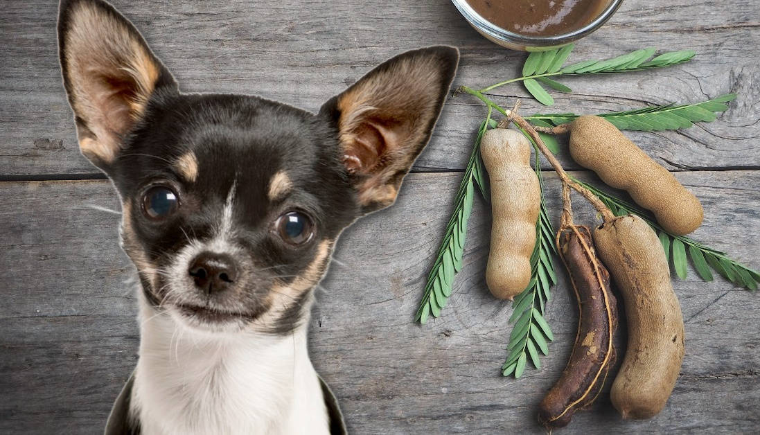 Can Dogs Eat Tamarind? Tropical Treats and Canine Cuisine