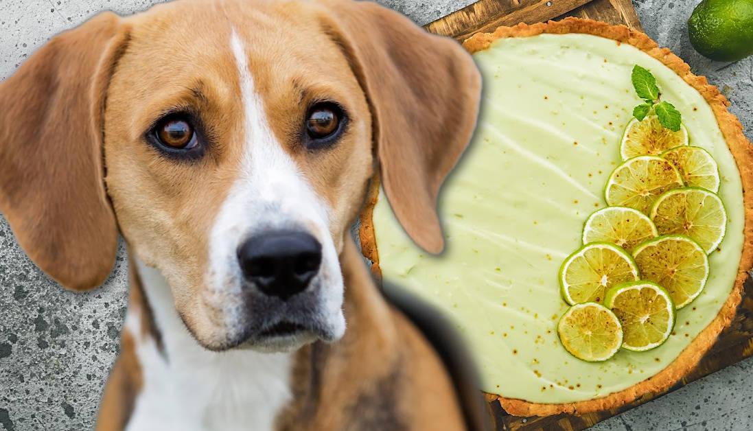 Can Dogs Eat Key Lime Pie? Veterinary Tips on Citrus in Dog Diets