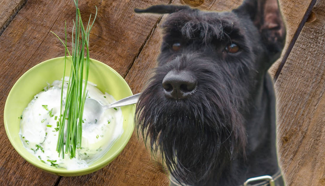 Can Dogs Have Chives? Vet's Warning About Toxic Plants for Dogs