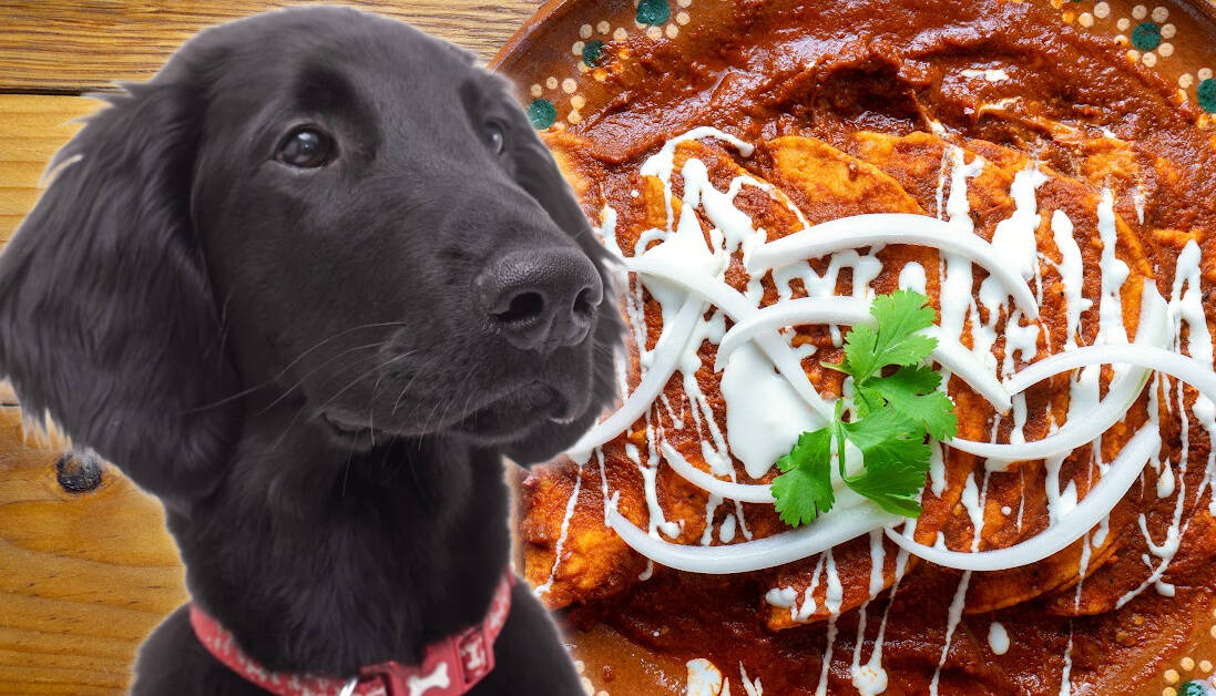 Can Dogs Eat Enchiladas? Diving Deep into the Do's and Don'ts