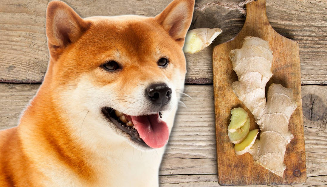 Can Dogs Have Ginger? Vet's Tips on Natural Remedies for Dogs