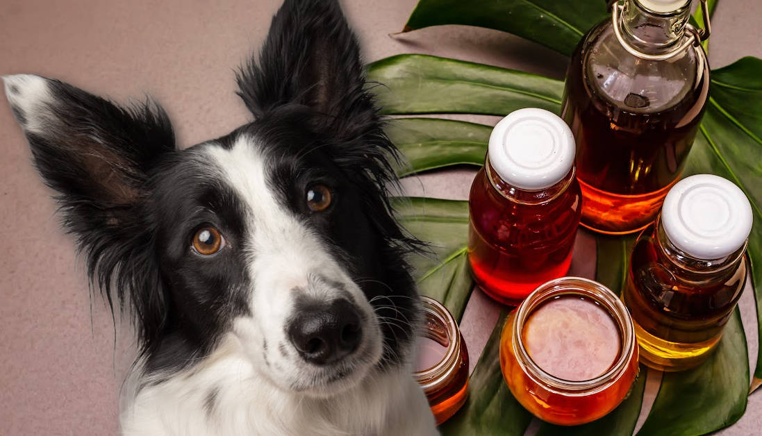 Can Dogs Have Kombucha