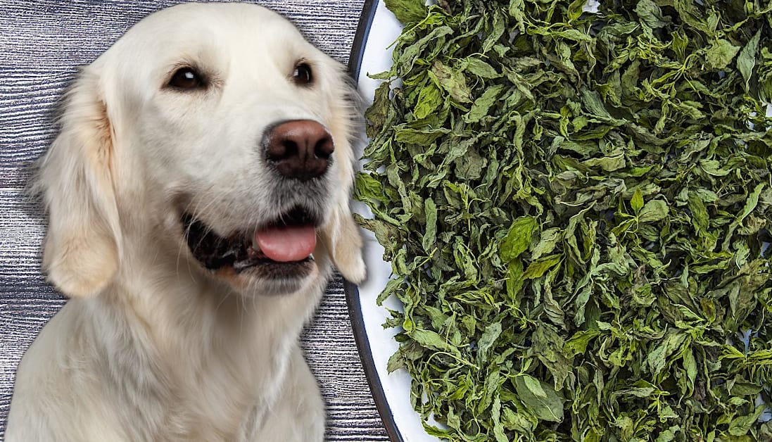 Can Dogs Have Mint? A Vet's Guide to Non-Toxic Plants for Dogs