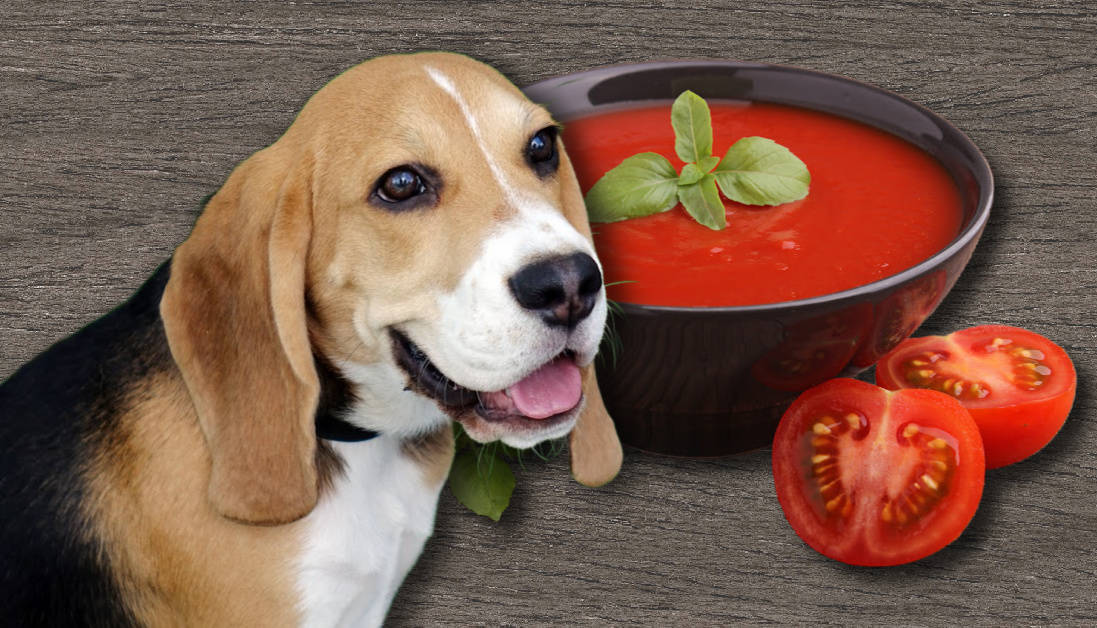Can Dogs Eat Tomato Soup? A Vet's Guide to Tomatoes