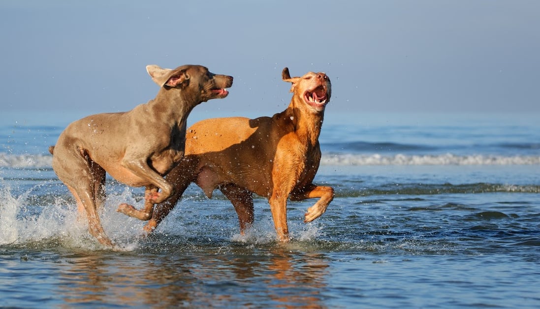 Can Dogs Drink Ocean Water? Vet's Safety Tips for Salty Swims