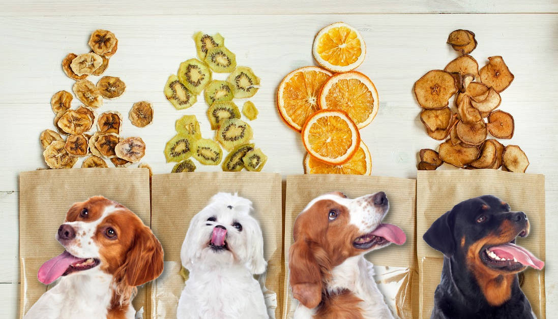 Can Dogs Eat Dried Fruit? Comprehensive Vet Advice on Fruit Treats for Dogs