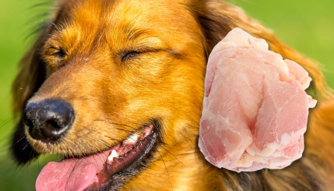 Can Dogs Eat Frozen Chicken? Safe Handling Tips by a Veterinary ...