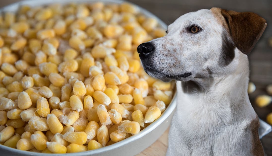 Can Dogs Eat Frozen Corn? Veterinary Guidelines for Your Dog's Diet