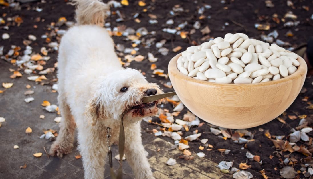 Can Dogs Eat Lima Beans? A Veterinarian's Guide to Safe Canine Diets