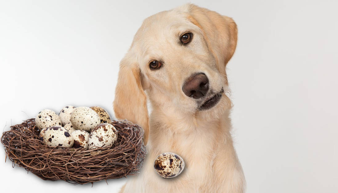 Can Dogs Eat Quail Eggs? Vet's Nutritional Analysis for Small Egg Varieties