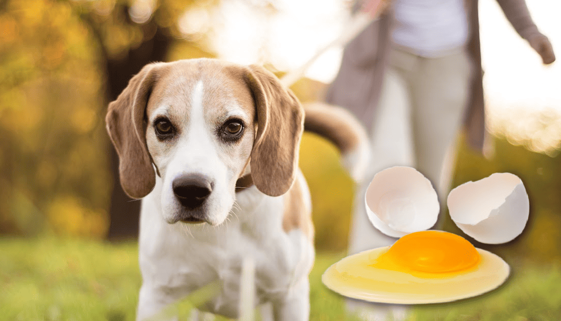 Can Dogs Eat Raw Eggs with Shell? Understanding the Risks with a Vet's Help