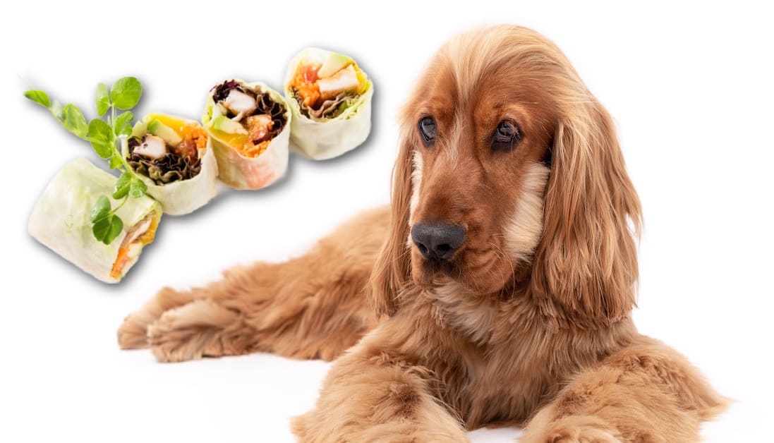 Can Dogs Eat Rice Paper? A Veterinarian's Guide to Dog-Safe Food Wraps