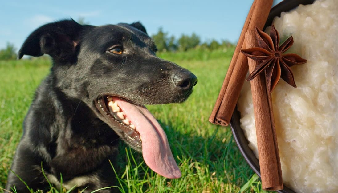 Can Dogs Eat Rice Pudding? A Vet’s Advice on Desserts for Dogs