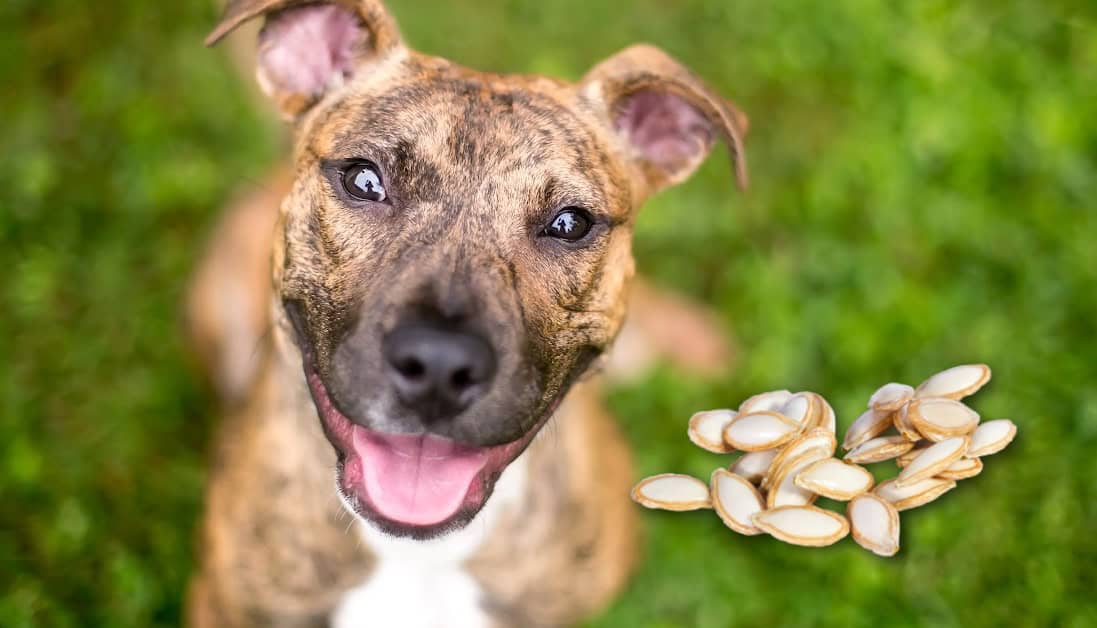 Can Dogs Have Pumpkin Seeds? A Vet's Guide to Your Pup's Seed Snacks