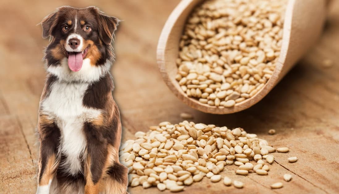 Can Dogs Have Sesame Seeds? Vet-Approved Answers for Dog Owners