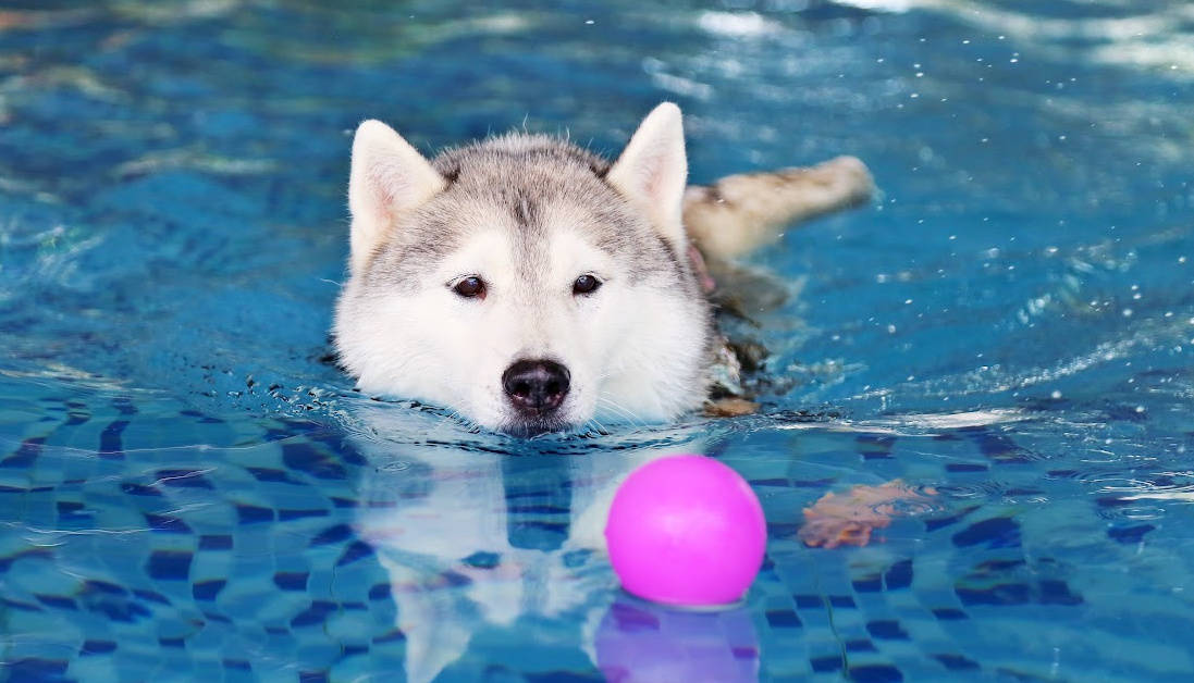 Can Dogs Drink Chlorine Water? Understanding Pool Safety for Pets, by a Vet