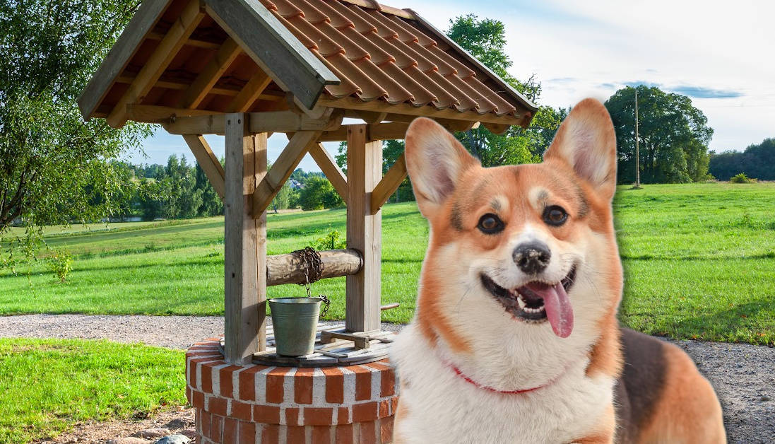 Can Dogs Drink Well Water? Assessing Safety with a Veterinary Expert