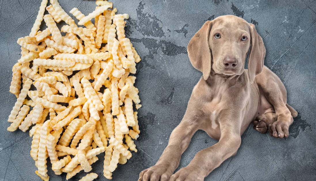 Can Dogs Eat Frozen French Fries? Vet's Guidelines on Processed Foods ...