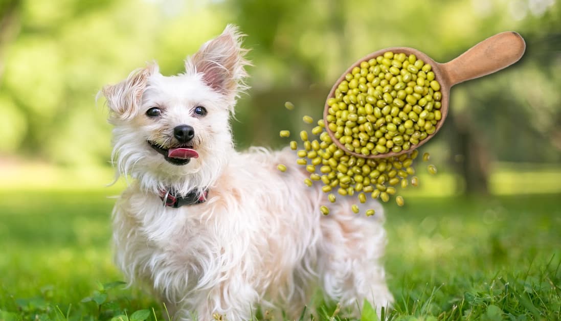 Can Dogs Eat Mung Beans? Veterinary Advice on These Nutritious Legumes