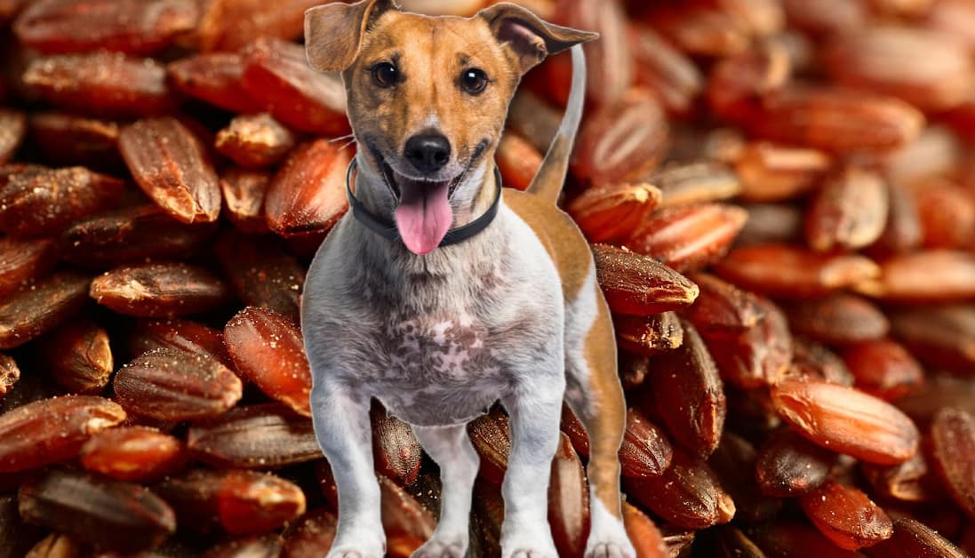 Can Dogs Eat Red Rice? The Vet’s Guide to Uncommon Grains in Canine ...