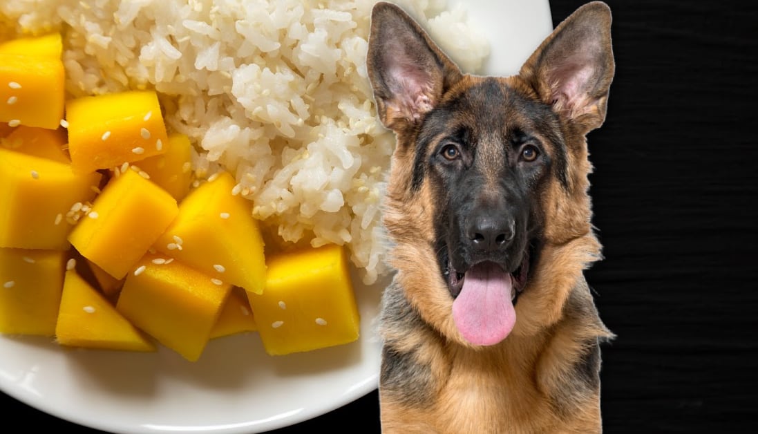 Can Dogs Eat Sticky Rice? A Veterinarian's Guide to Safe Treats for Dogs