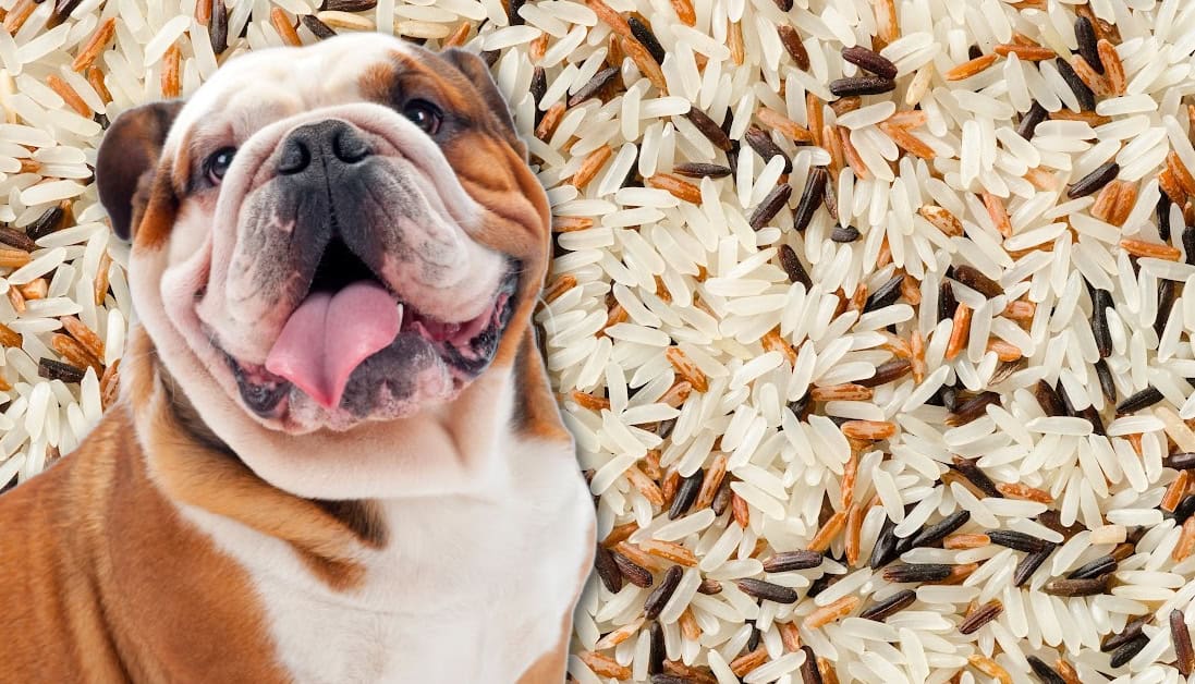 Can Dogs Eat Wild Rice? The Vet’s Perspective on Nutritious Grains for Dogs