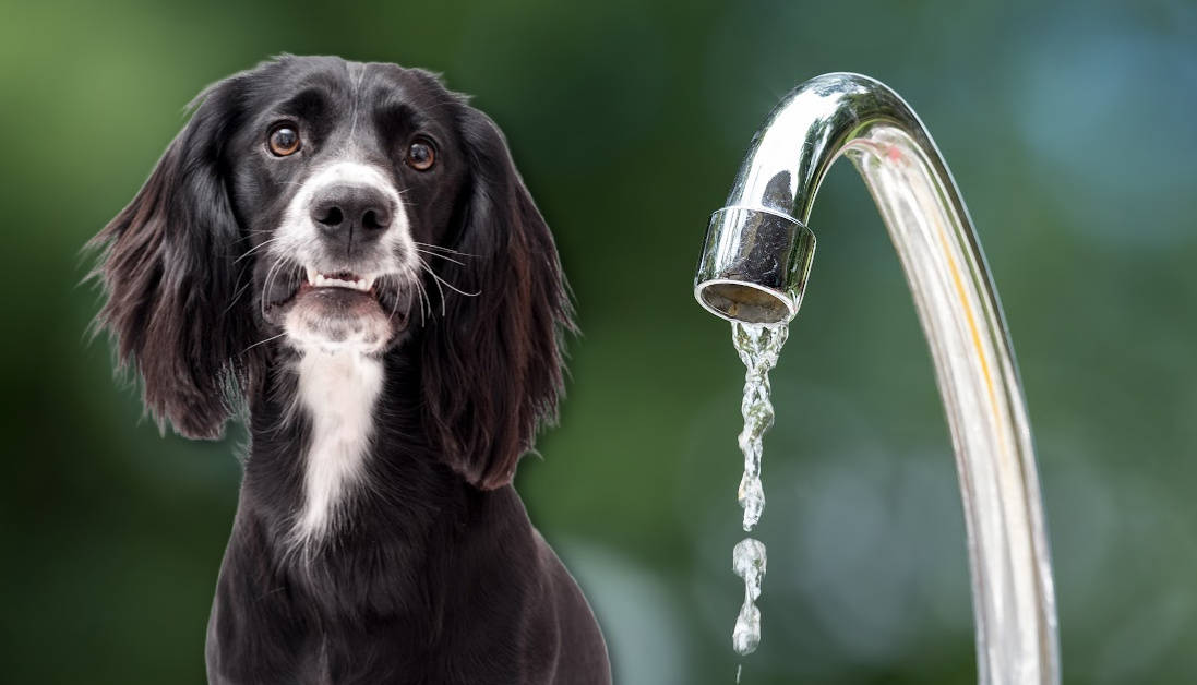 Can Dogs Drink Softened Water? The Effects of Softeners on Canines, by ...