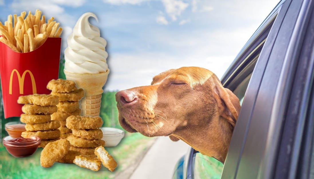 What Can Dogs Eat At McDonalds? Fries, Nuggets - Vet Says