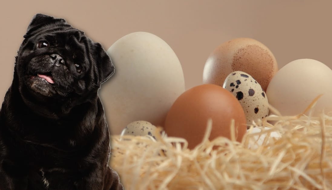 What Kind of Eggs Can Dogs Eat? Vet's Guide to Safe Egg Varieties for Dogs
